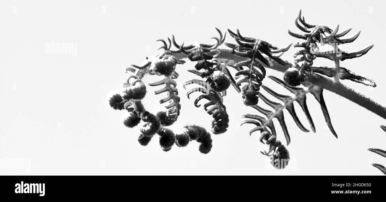 Bracken Black and White Stock Photos & Images - Alamy