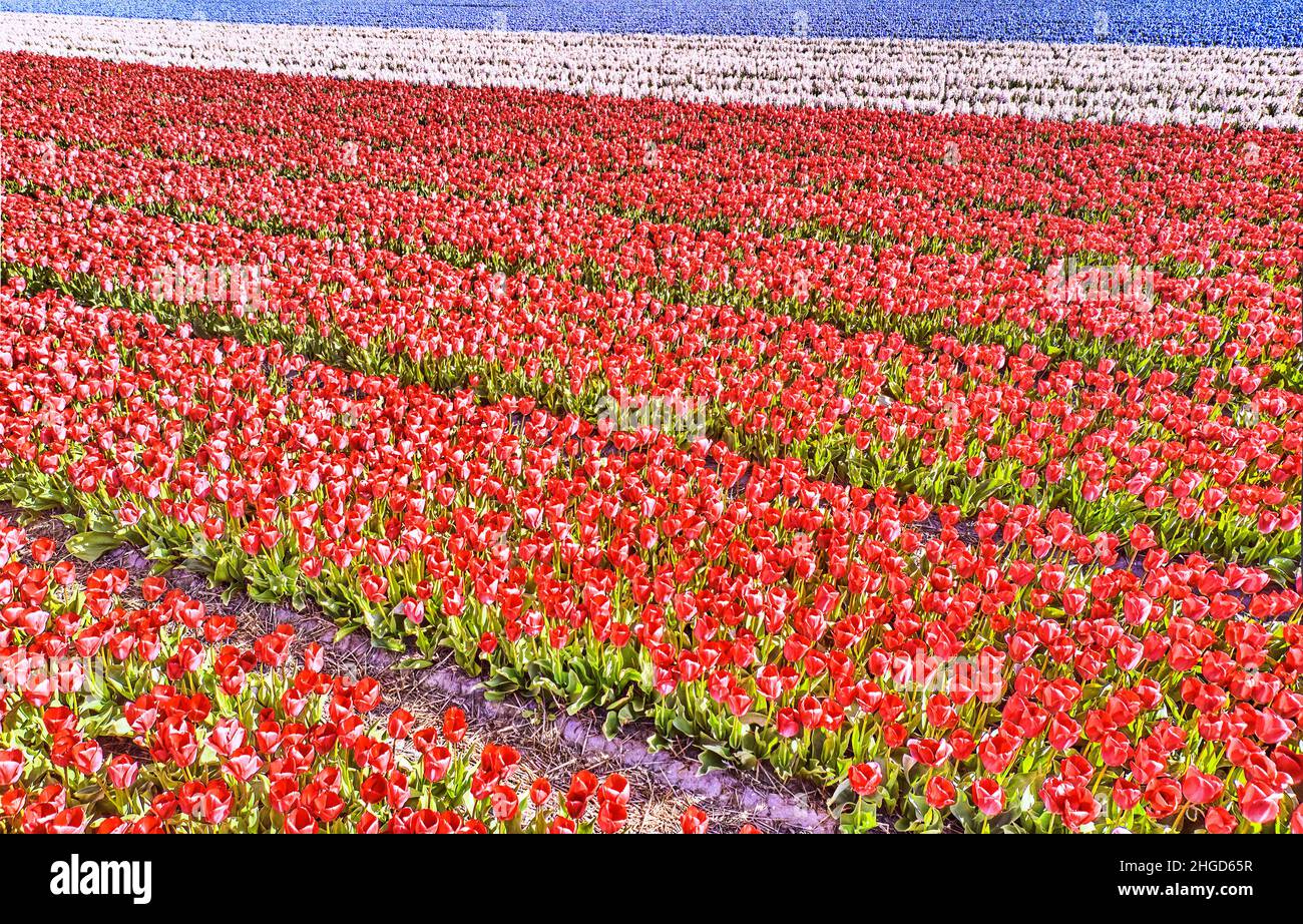 Flower fields in the Netherlands seen from above Stock Photo - Alamy