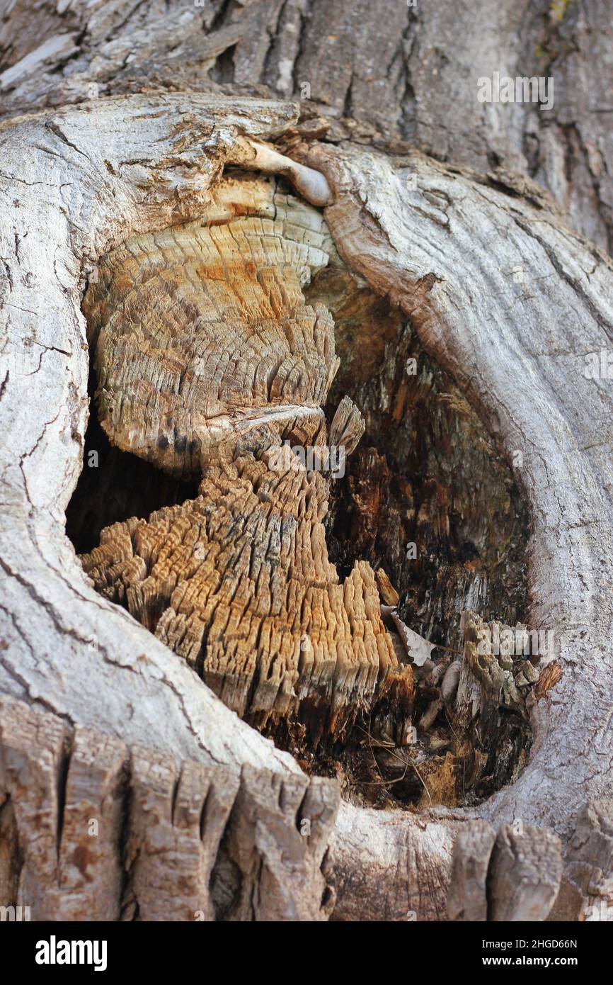 Scab from fallen branch on the old oak tree Stock Photo - Alamy