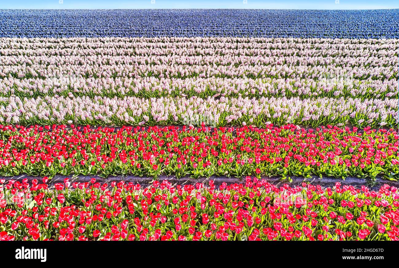 Flower fields in the Netherlands seen from above Stock Photo - Alamy