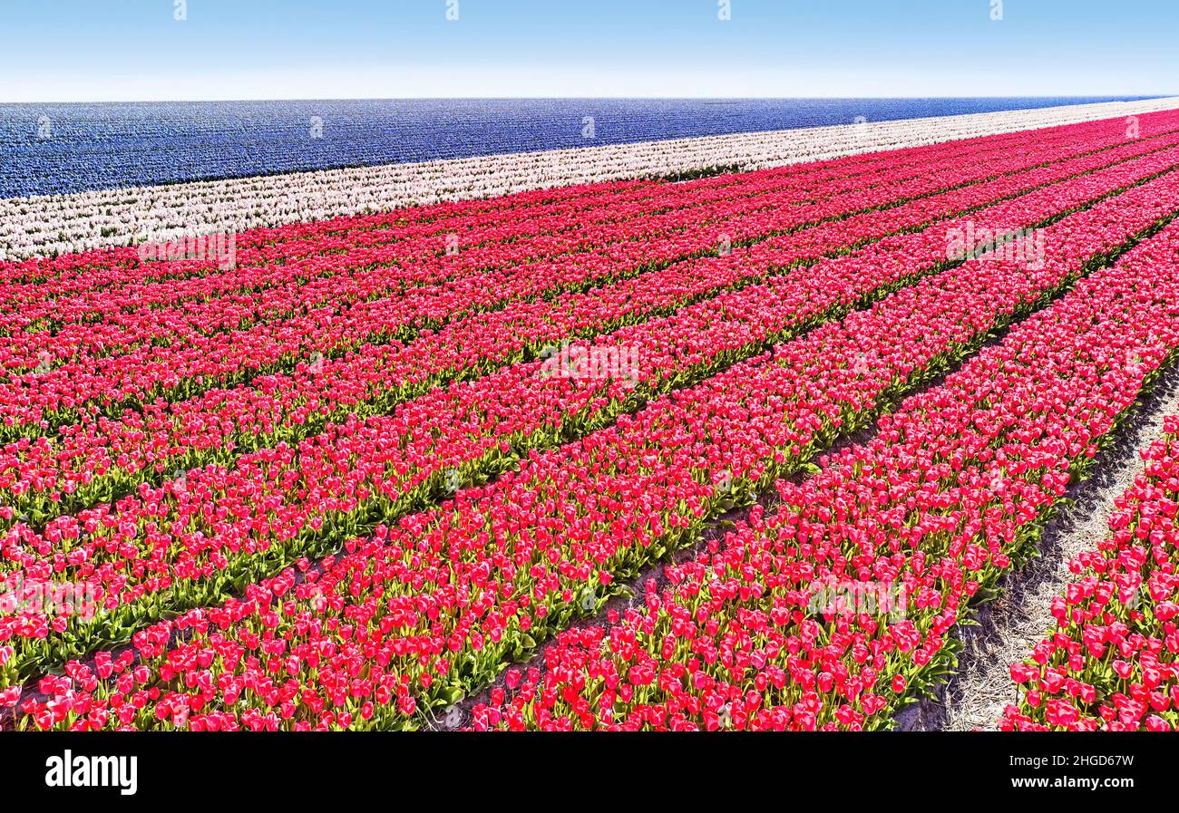 Flower fields in the Netherlands seen from above Stock Photo - Alamy