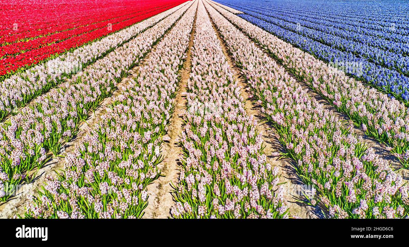 Flower fields in the Netherlands seen from above Stock Photo - Alamy