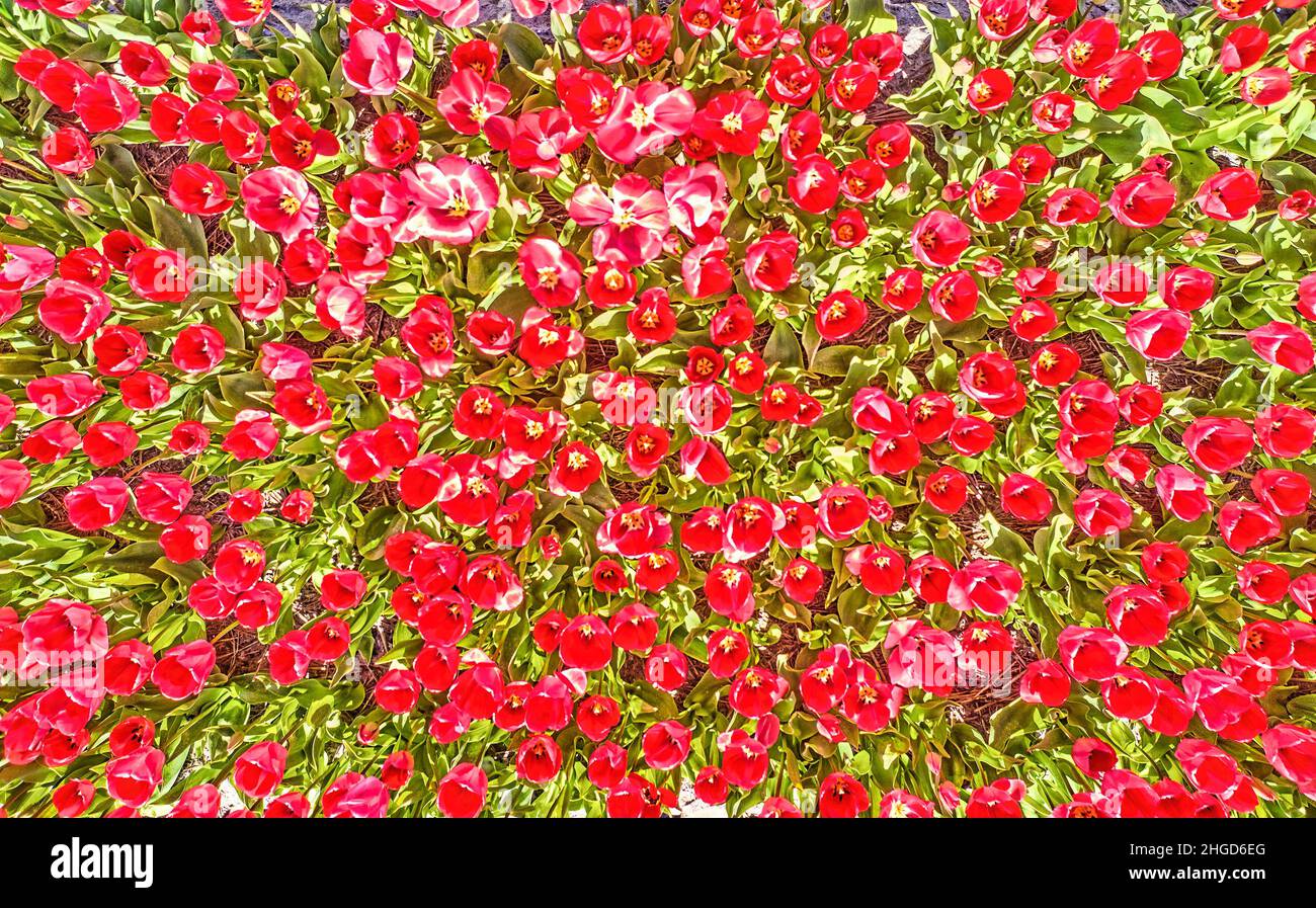 Flower fields in the Netherlands seen from above Stock Photo - Alamy