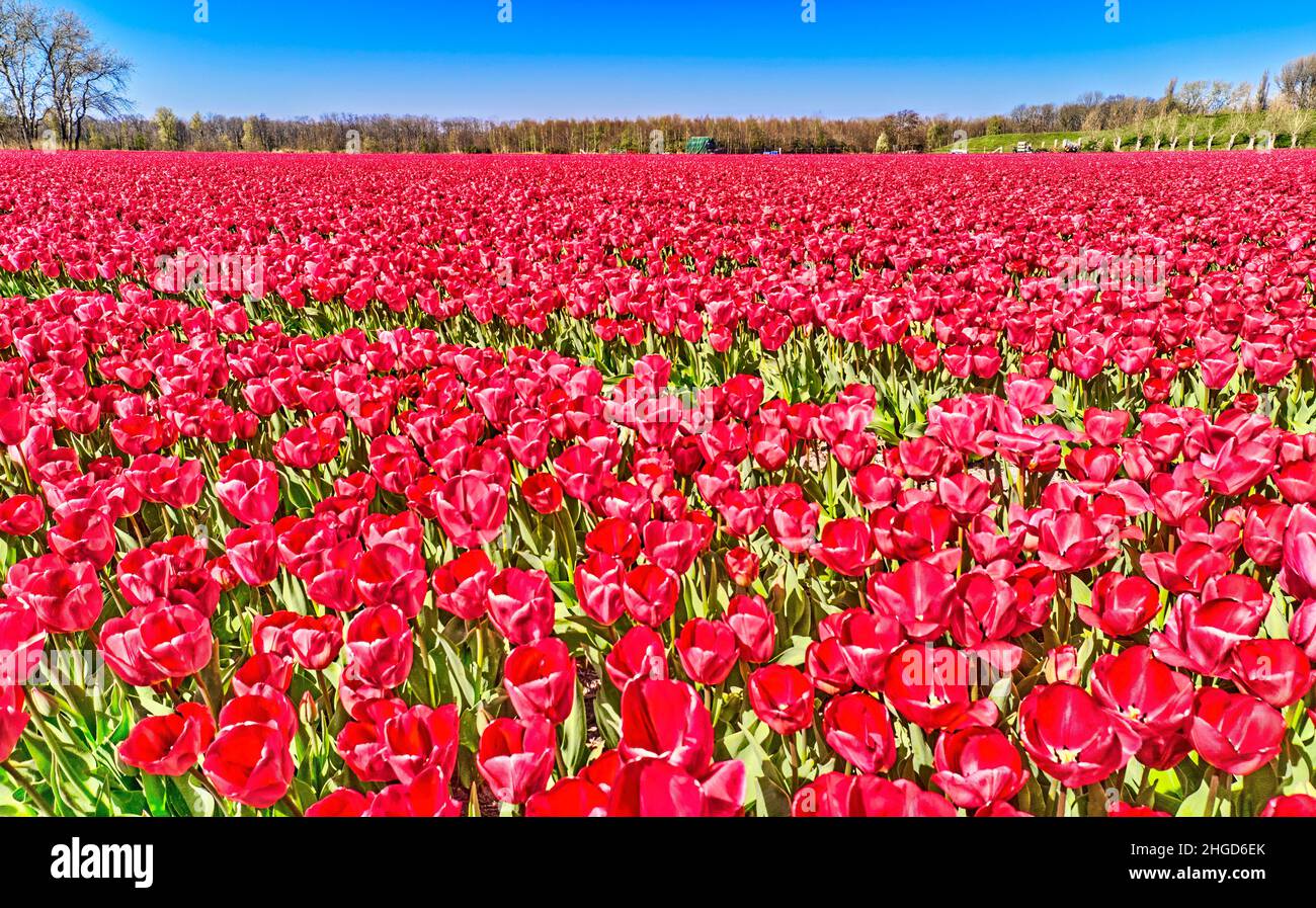 Flower fields in the Netherlands seen from above Stock Photo - Alamy