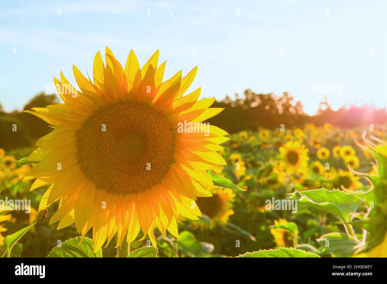 Sunflower field illuminated rays hi-res stock photography and images ...