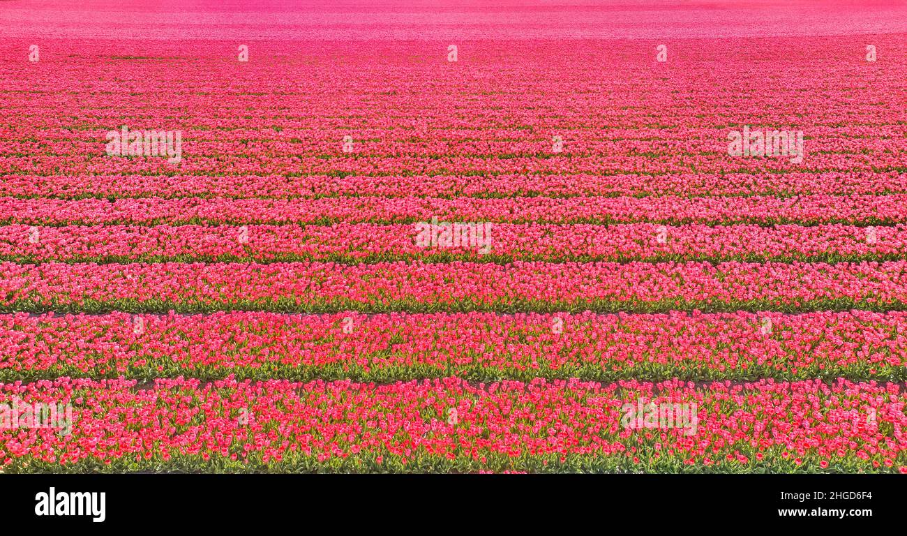 Flower fields in the Netherlands seen from above Stock Photo - Alamy