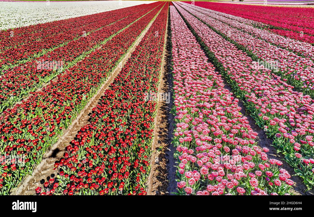 Flower fields in the Netherlands seen from above Stock Photo - Alamy