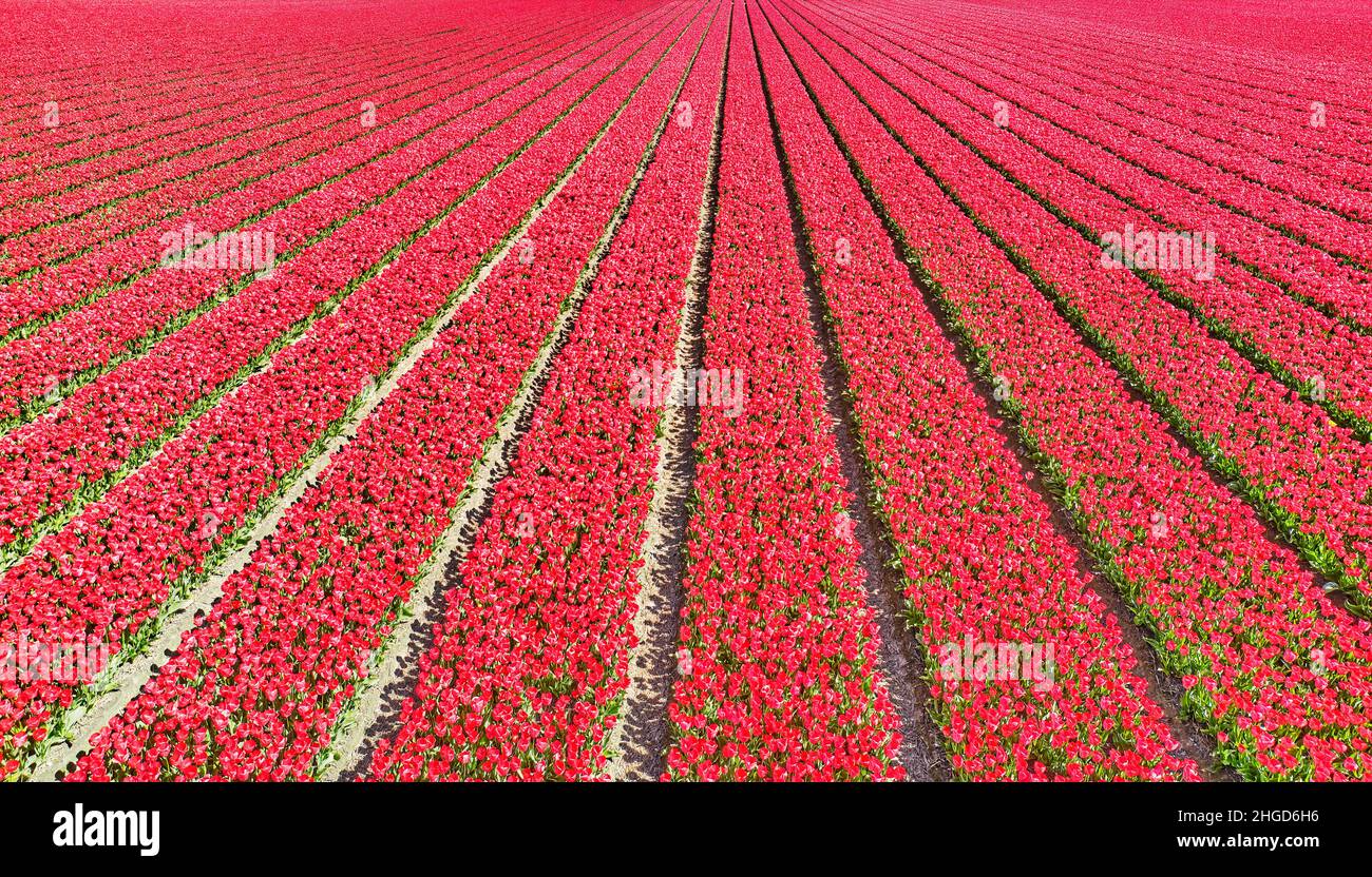Flower fields in the Netherlands seen from above Stock Photo - Alamy