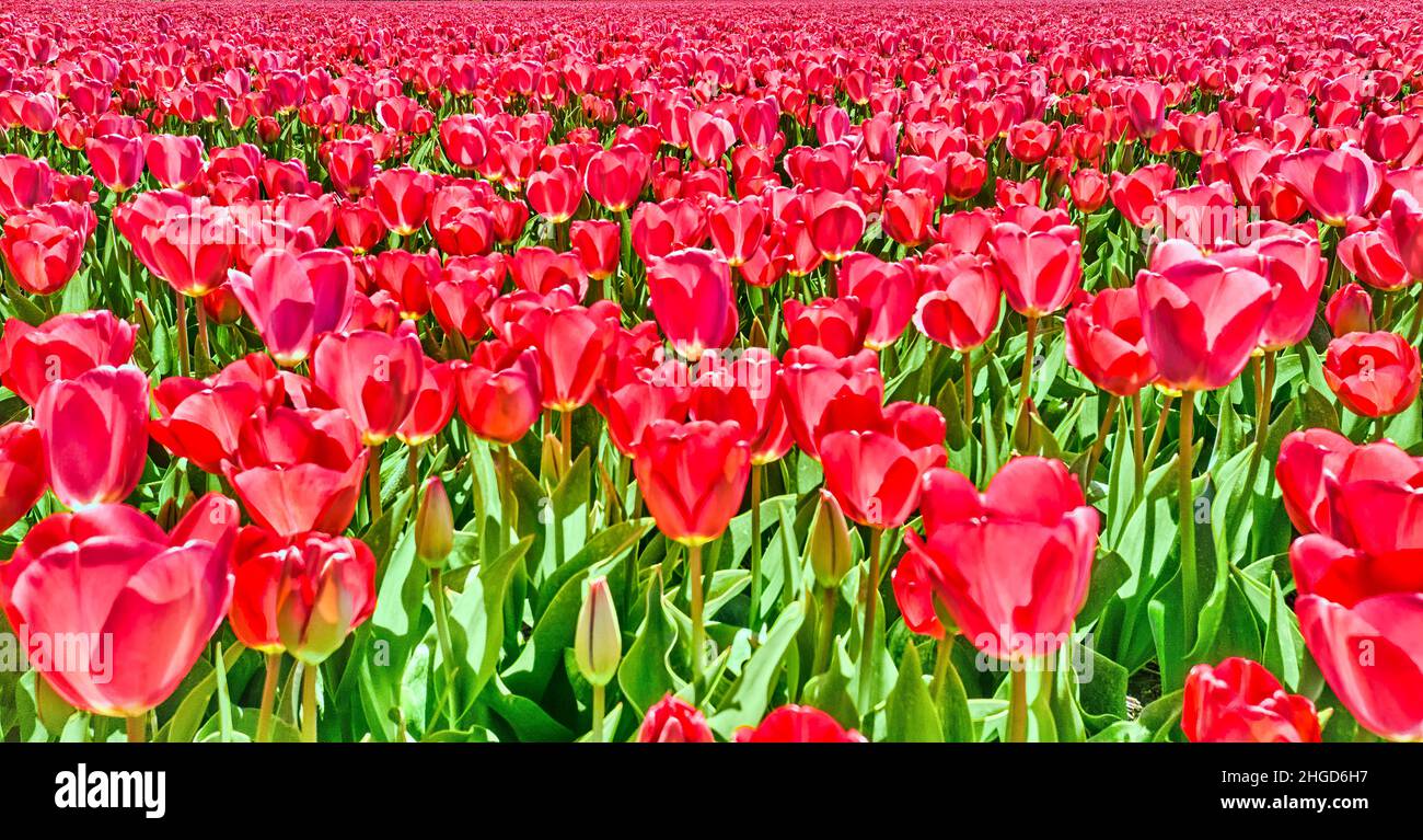 Flower fields in the Netherlands seen from above Stock Photo - Alamy