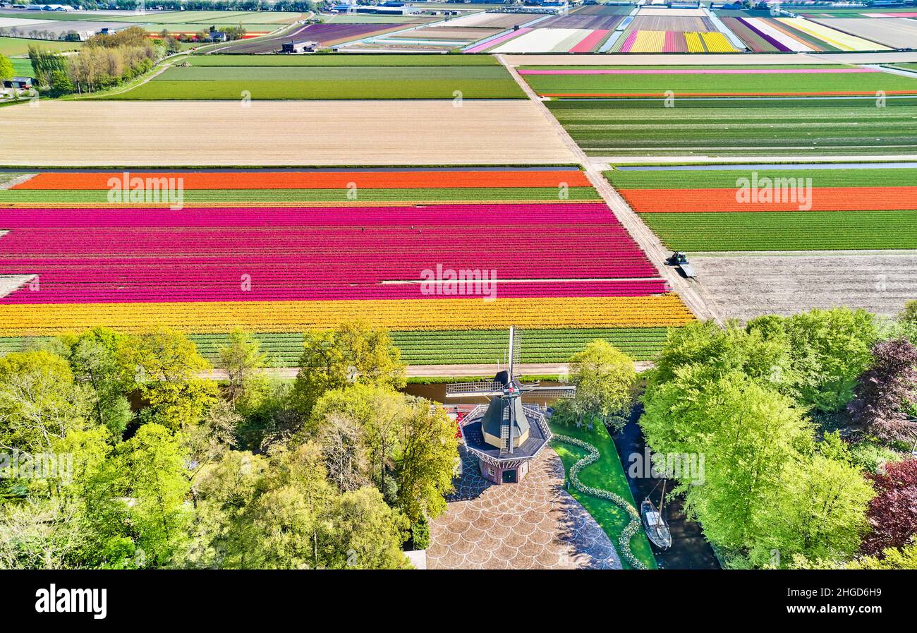 Flower fields in the Netherlands seen from above Stock Photo - Alamy