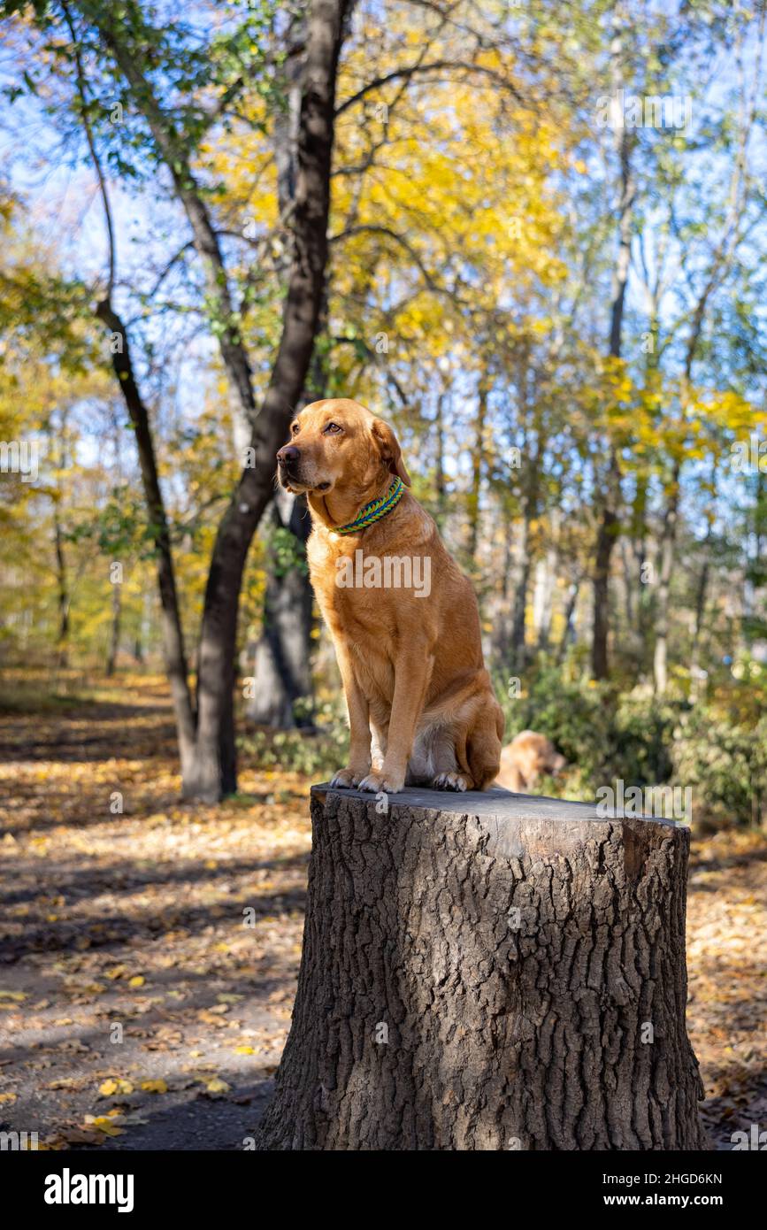 dog sitting on a stump. it was a sunny warm autumn day Stock Photo - Alamy