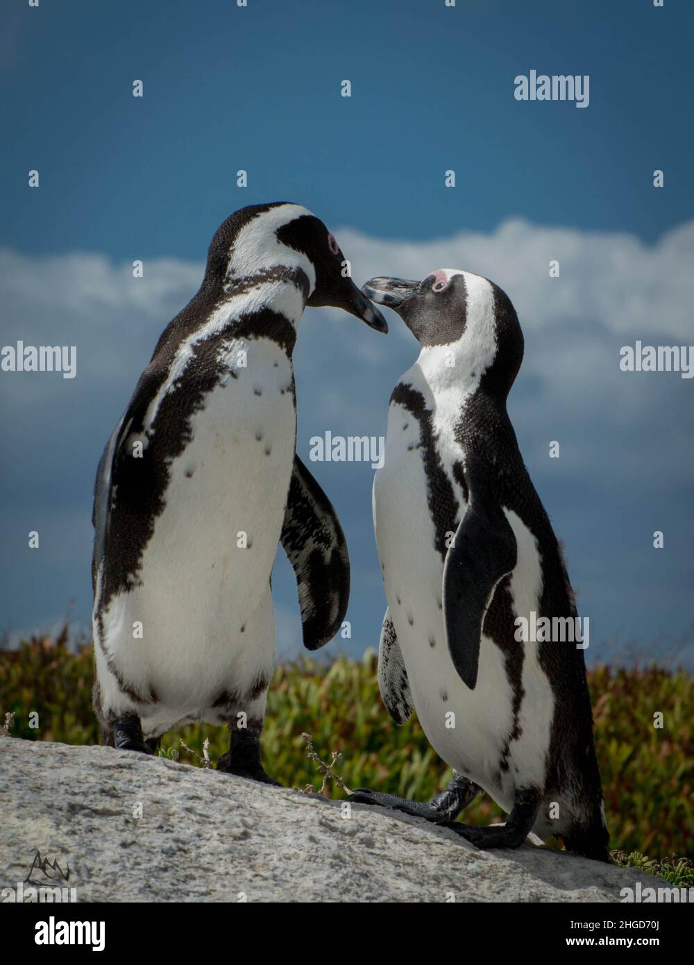 Simons town head penguins hi-res stock photography and images - Alamy