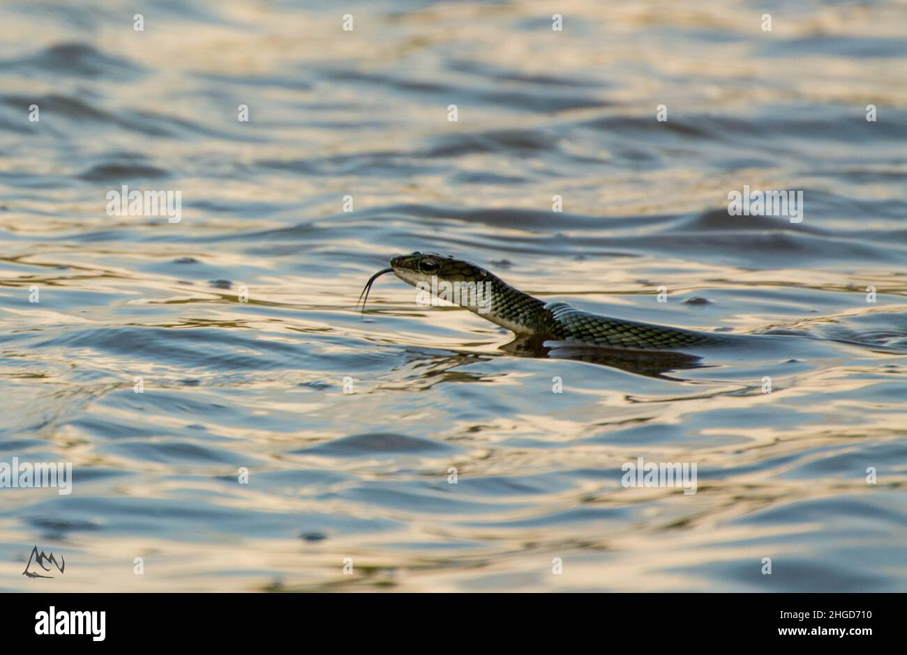 snake crossing a river Stock Photo - Alamy