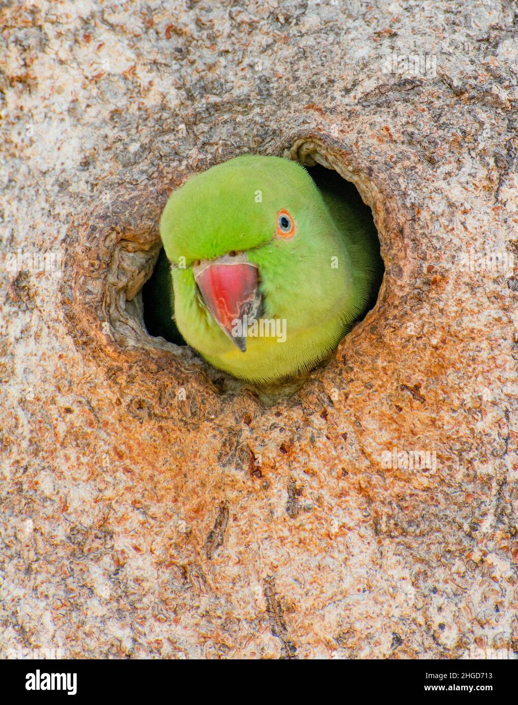 parrot looking out of a tree Stock Photo - Alamy