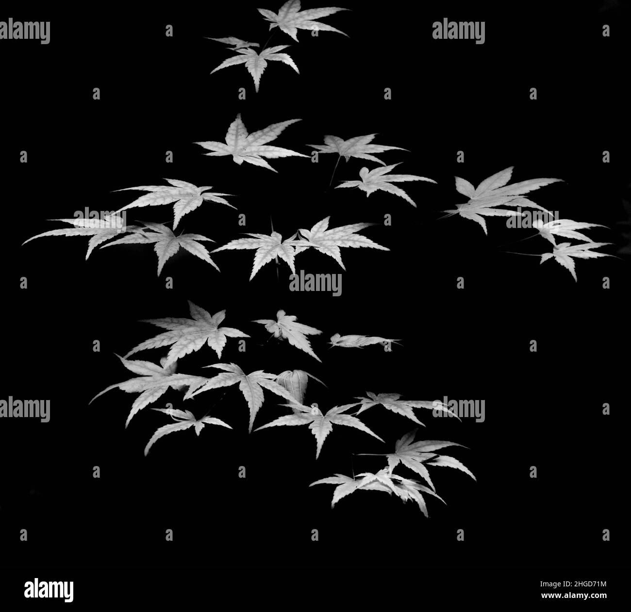black and white acer leaves Stock Photo - Alamy