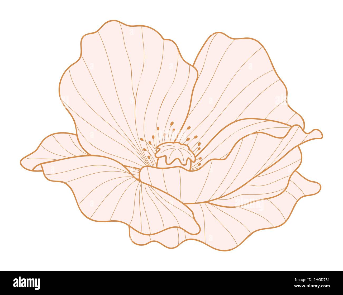 Poppy head vector vectors hi-res stock photography and images - Alamy