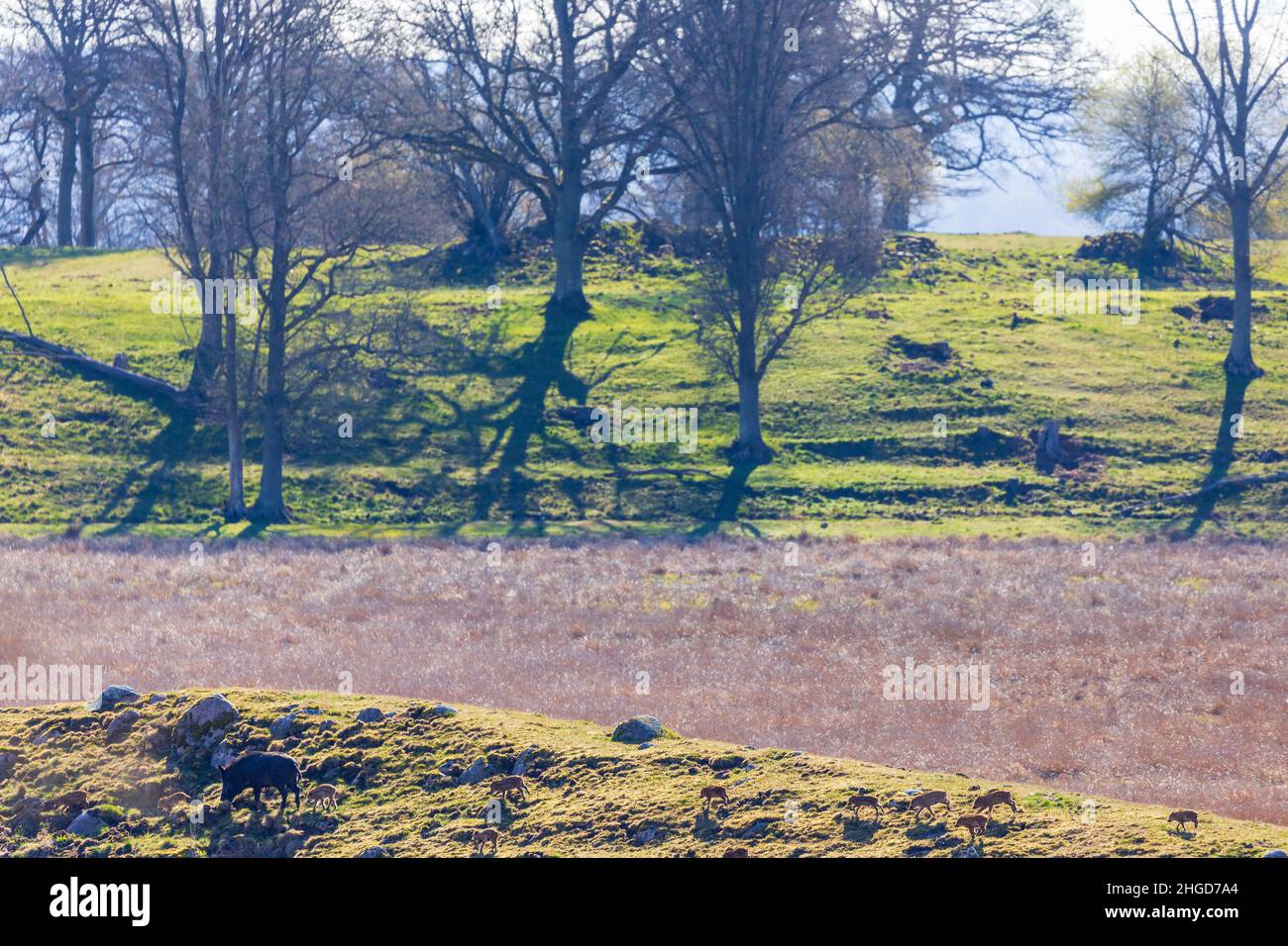 Young piglets with a female wild boar in a beautiful spring landscape ...