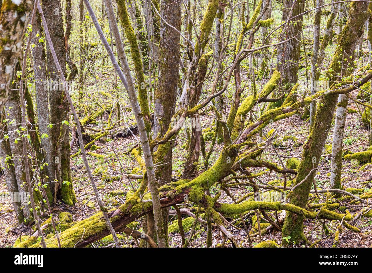 Fallen tree with green moss in a deciduous forest in spring Stock Photo ...