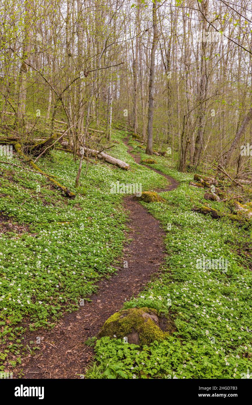 Winding path on a slope with flowering Wood anemones Stock Photo - Alamy