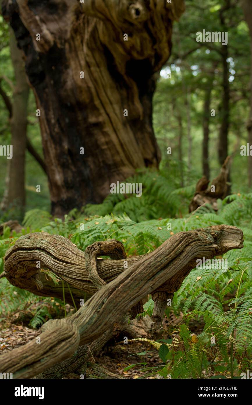 Old decaying oak trees in hi-res stock photography and images - Alamy
