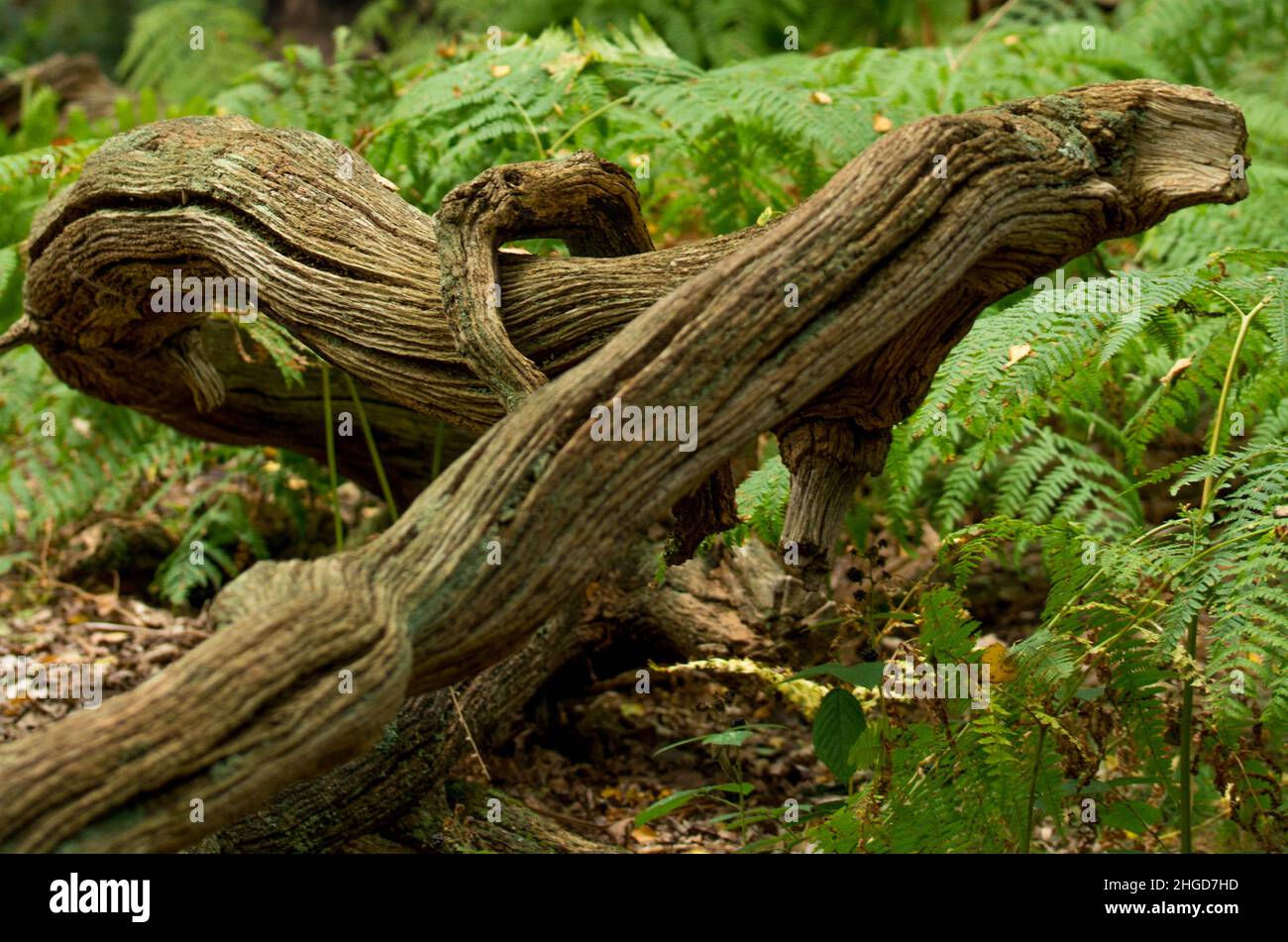 decaying log in forest Stock Photo - Alamy