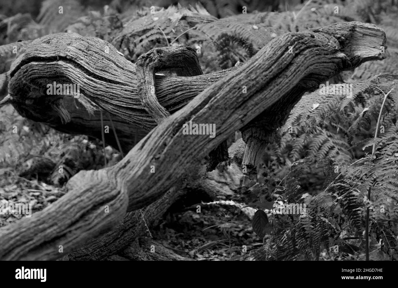 black and white decaying log Stock Photo - Alamy