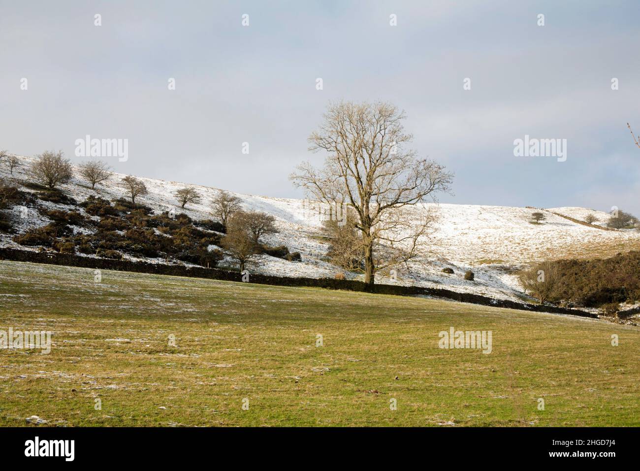 Winter Ash Tree beneath Tegg's Nose near Macclesfield Cheshire England ...