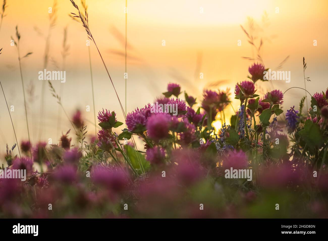 Norwegian clover hi-res stock photography and images - Alamy