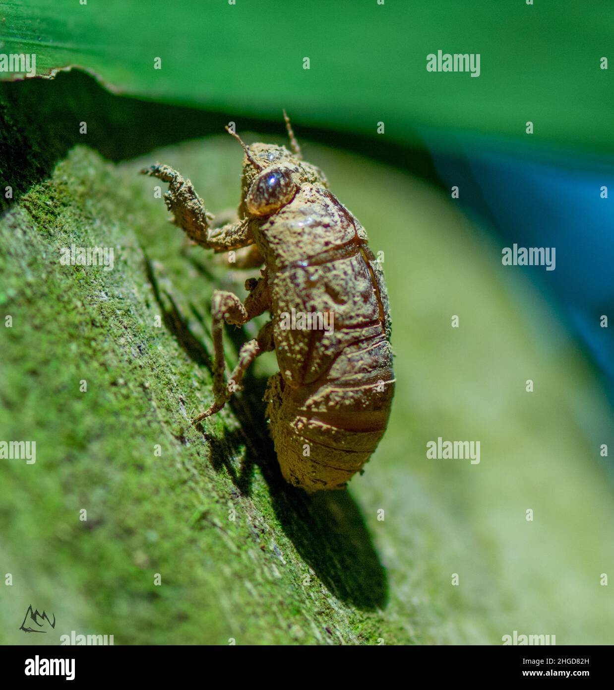 cicada husk on tree trunk Stock Photo - Alamy
