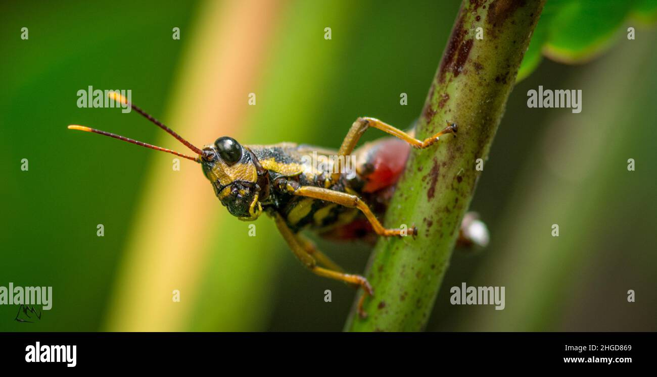 Cricket of malaysia hi-res stock photography and images - Alamy