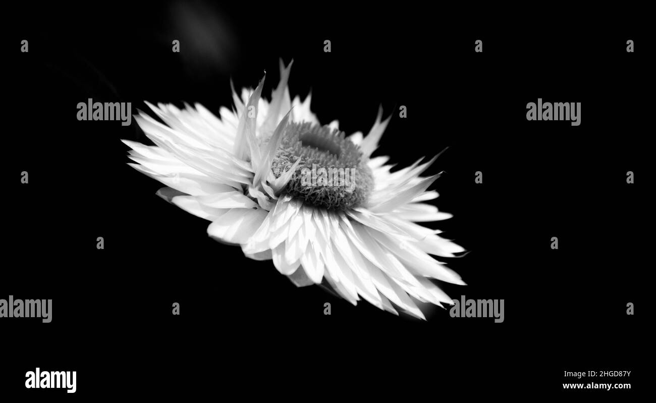 Large daisy hi-res stock photography and images - Alamy