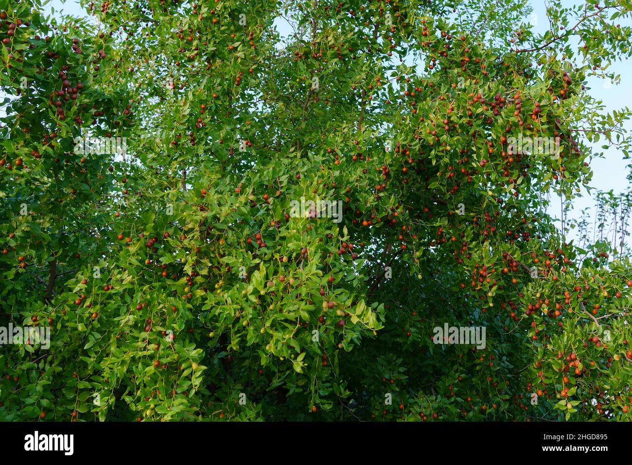 Chinese date, ziziphus jujuba, commonly called jujube, red date ...