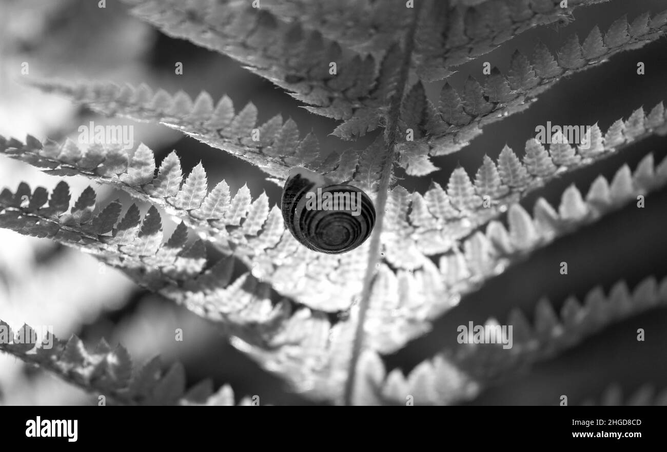 snail resting on a fern Stock Photo - Alamy