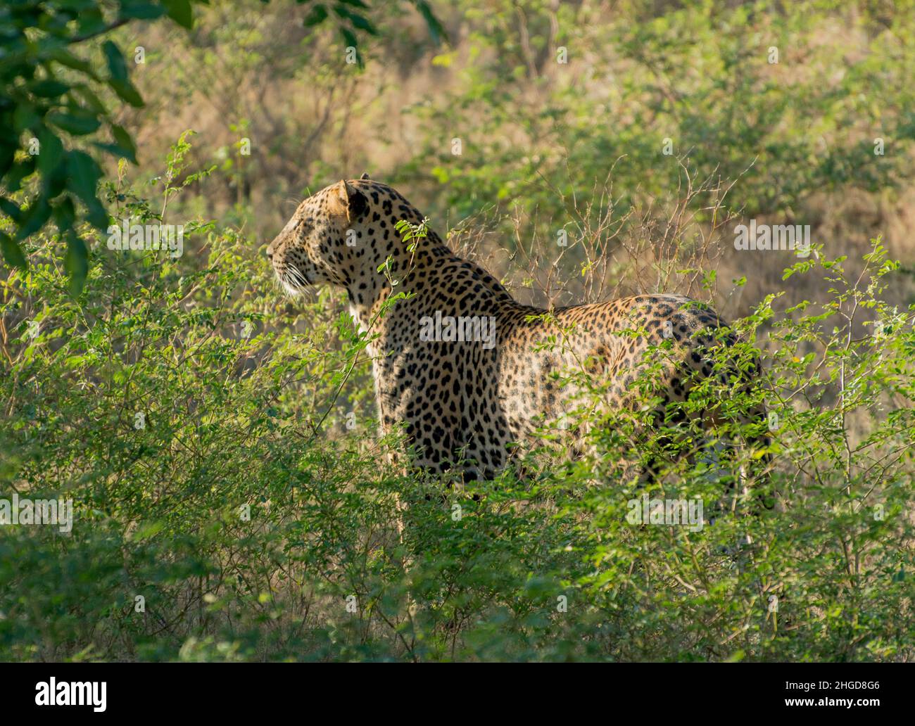 Leopard in morning light hi-res stock photography and images - Alamy