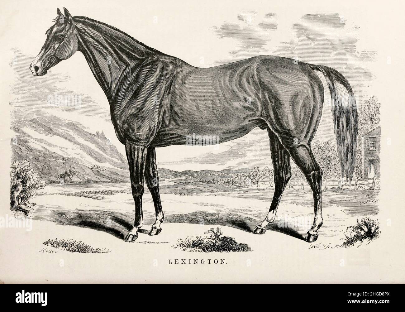 Lexington racehorse hi-res stock photography and images - Alamy