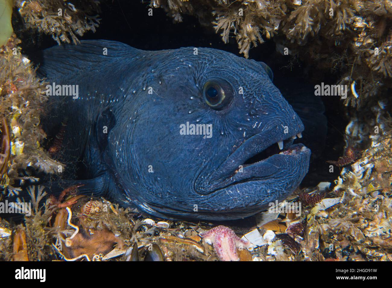 Atlantic wolffish Anarhichas lupus at Saltstraumen, Norway Stock Photo ...