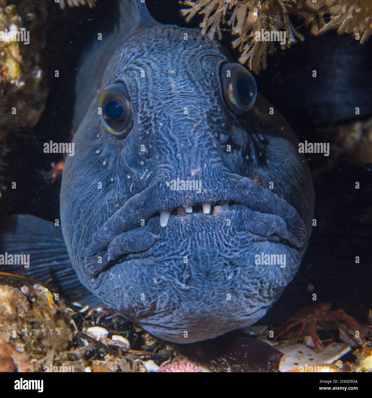 Atlantic wolffish Anarhichas lupus at Saltstraumen, Norway Stock Photo ...
