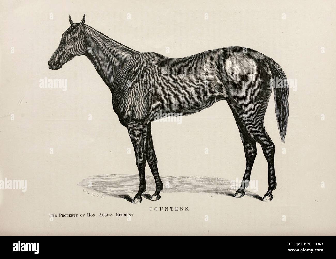 American countess hi-res stock photography and images - Alamy