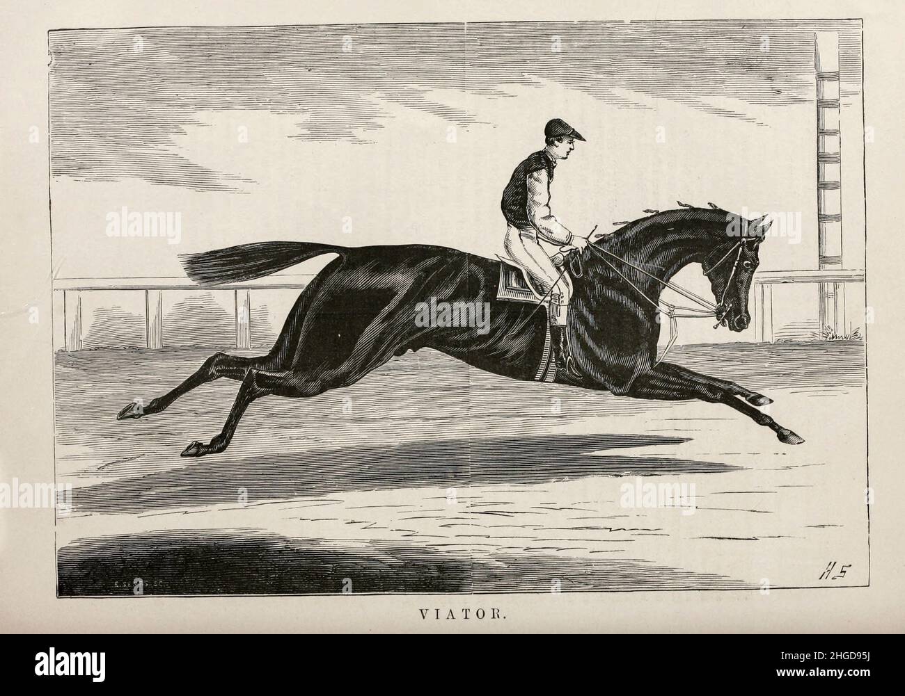 Viator Drawn by Henry Stull From the book ' Famous American race horses ...