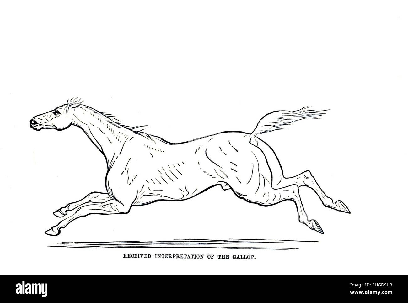 The Gallop ON THE LOCOMOTIVE ACTION IN THE VARIOUS PACES from Every ...