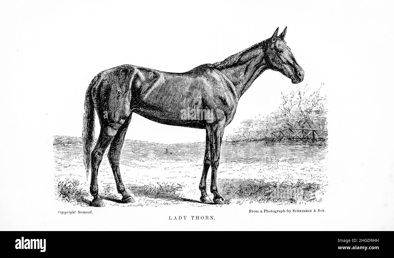 TROTTING MARE LADY THORN, FORMERLY "MAID OF ASHLAND." : from Every ...