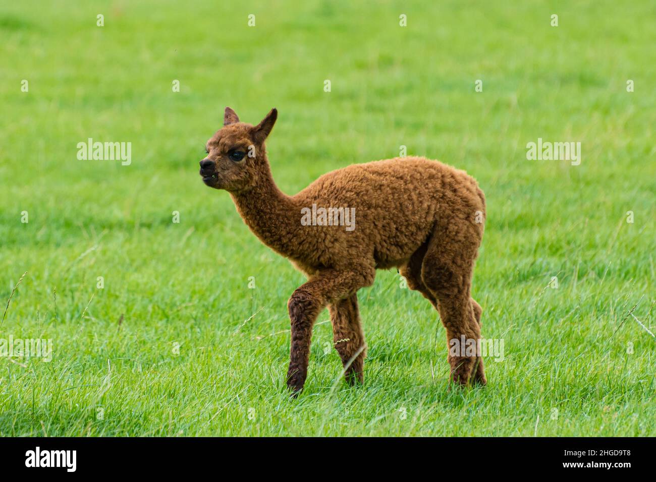 Alpaca on a farm in Newzealand Stock Photo - Alamy
