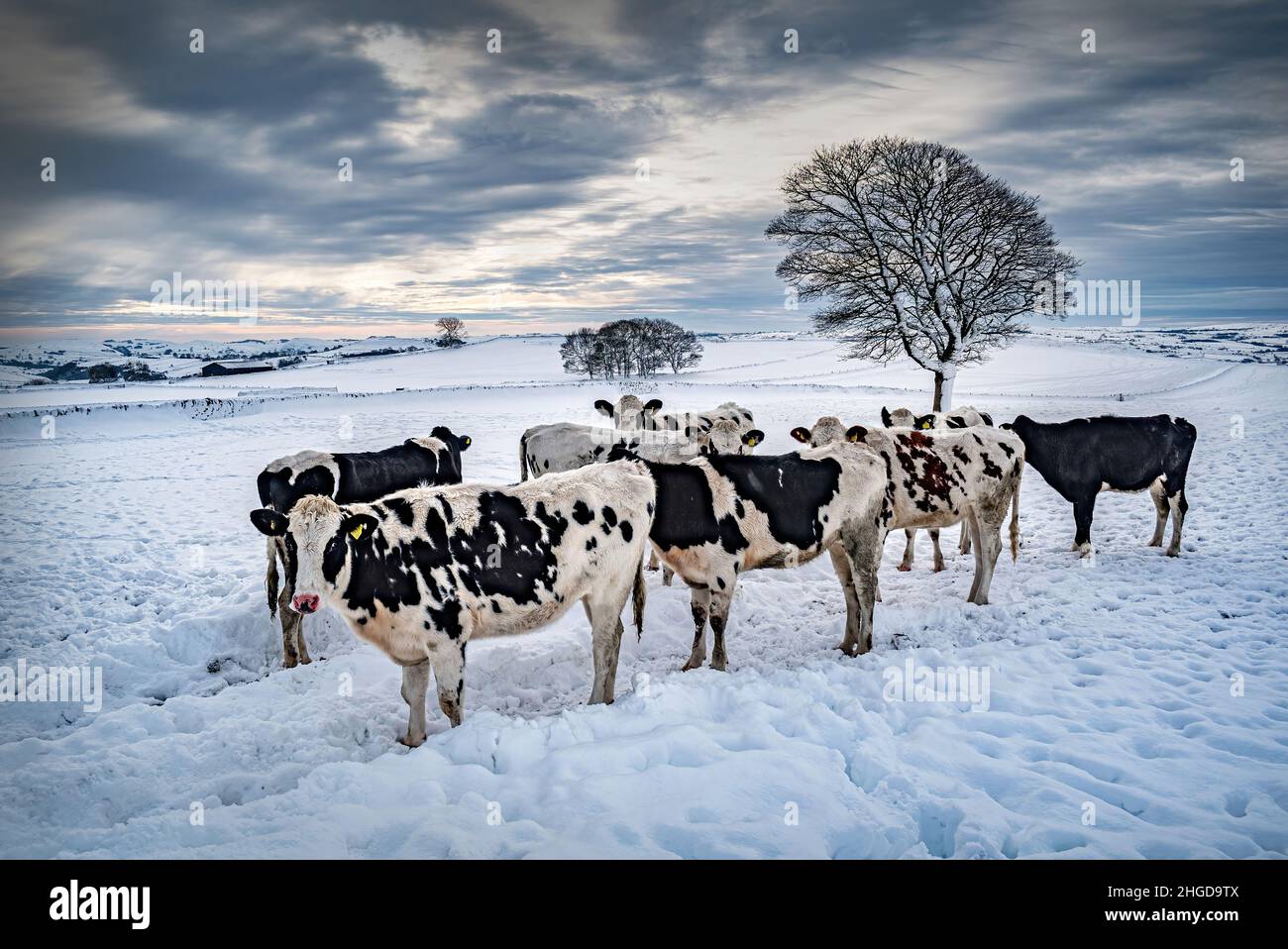 Cows in a Snowy Field with Trees Stock Photo - Alamy