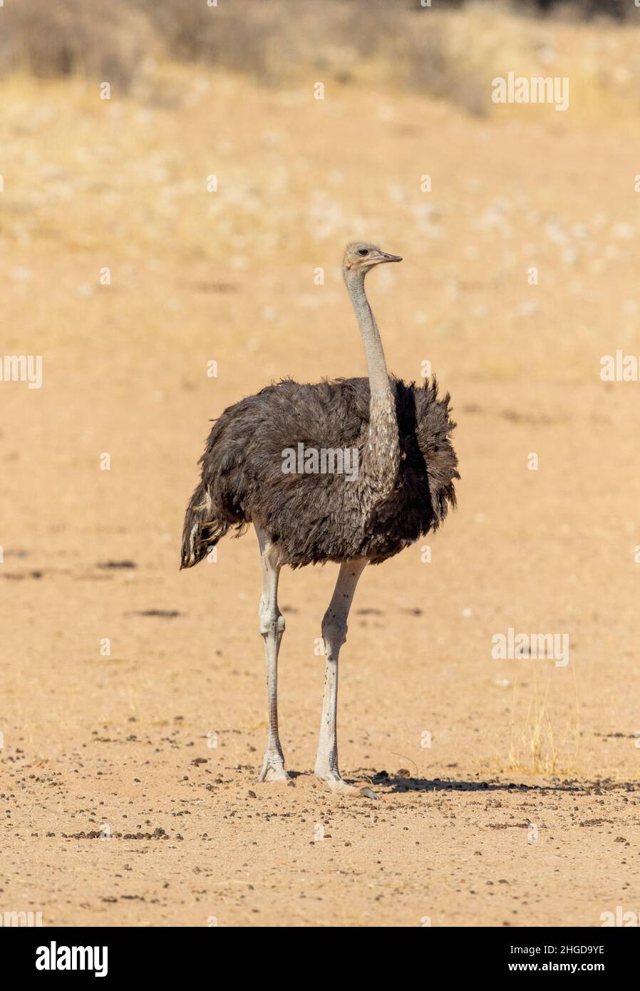 Female Ostrich in the Kgalagadi Stock Photo - Alamy