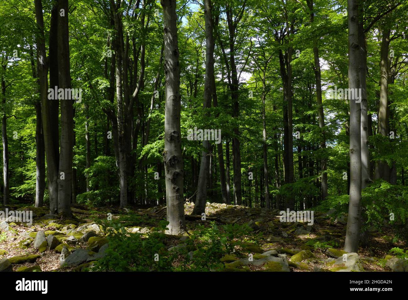 Beech forest at Velky Blanik,Czech republic,Europe Stock Photo - Alamy