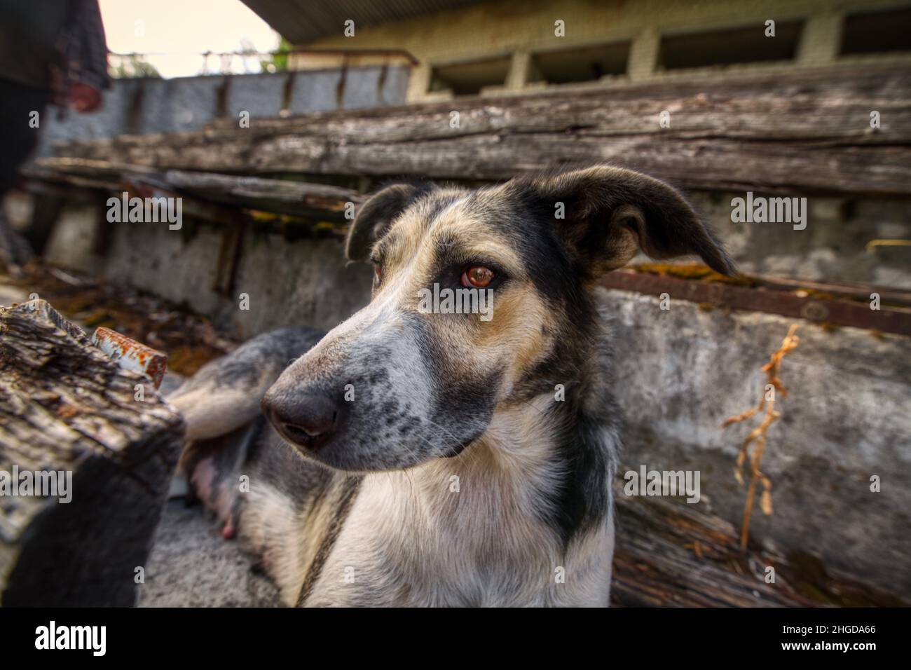 Stray Dog at the football stadion in Prypiat Chernobyl Stock Photo - Alamy