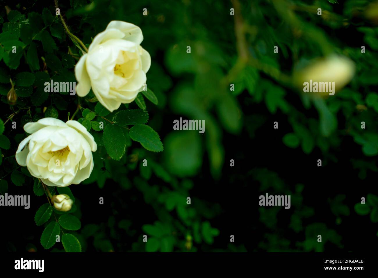 white roseship flower on a dark green background. Copy space Stock ...