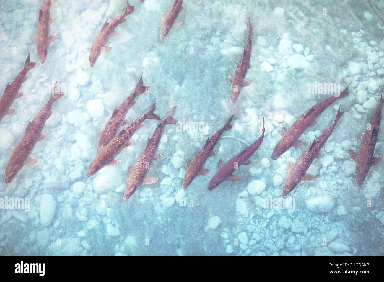 Freshwater fish above swimming hi-res stock photography and images - Alamy