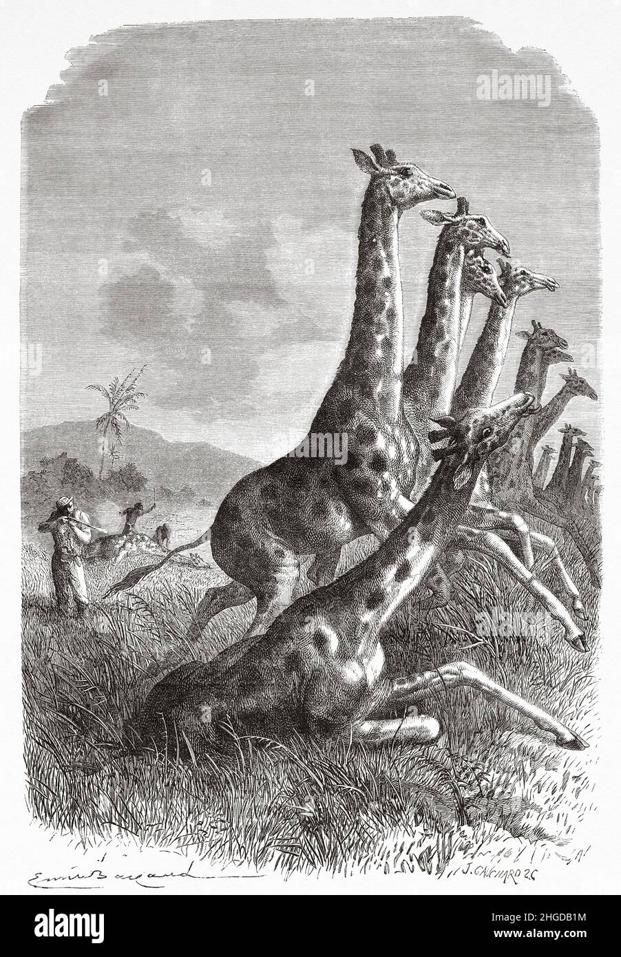 Hunting scene. Hunter shooting Giraffes, Abyssinia. Africa. Old 19th ...