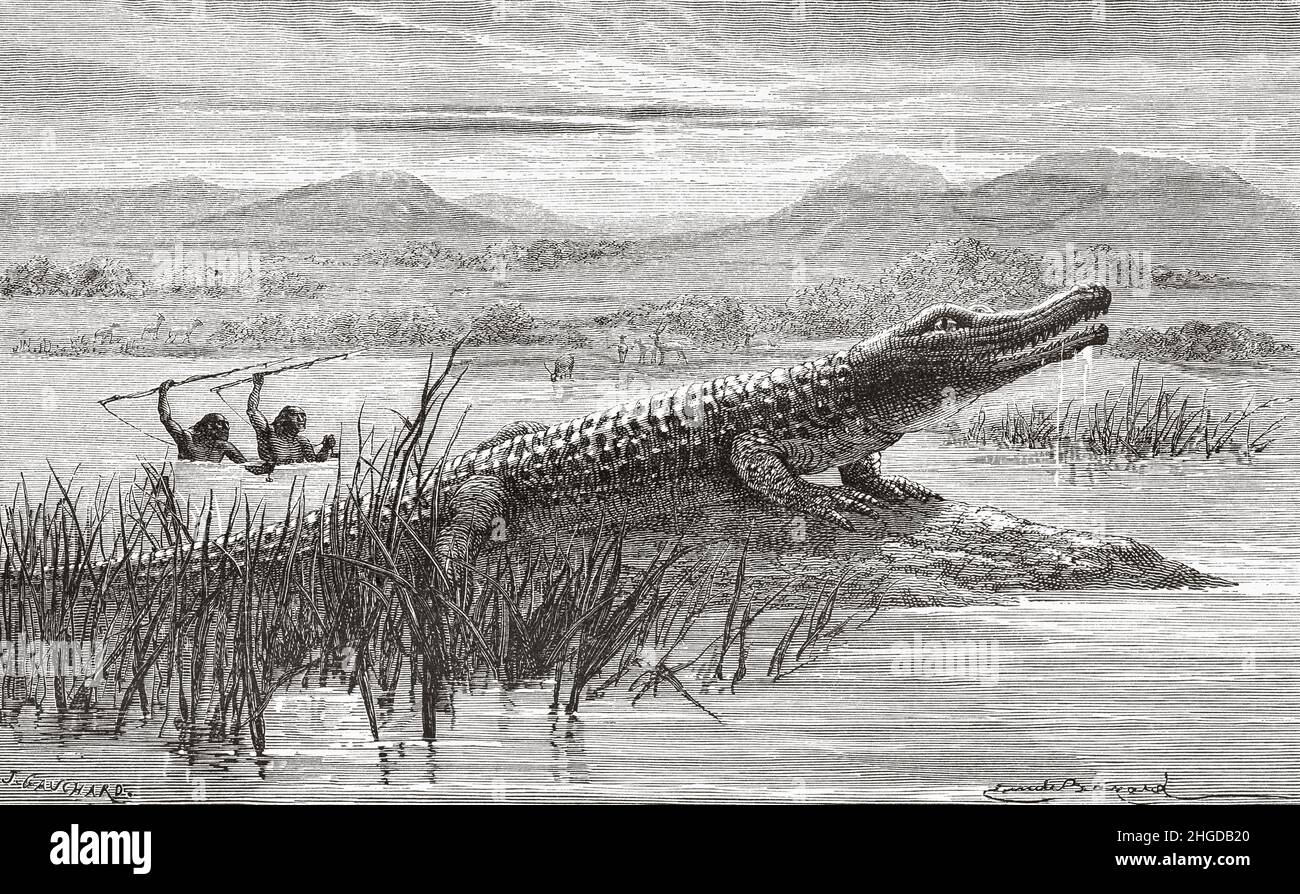 Hunting crocodile with hooks hi-res stock photography and images - Alamy